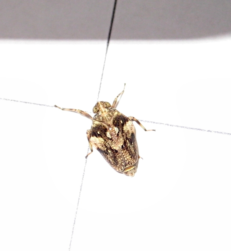 Insekt mit Stummelflügeln - Hausgarten.net