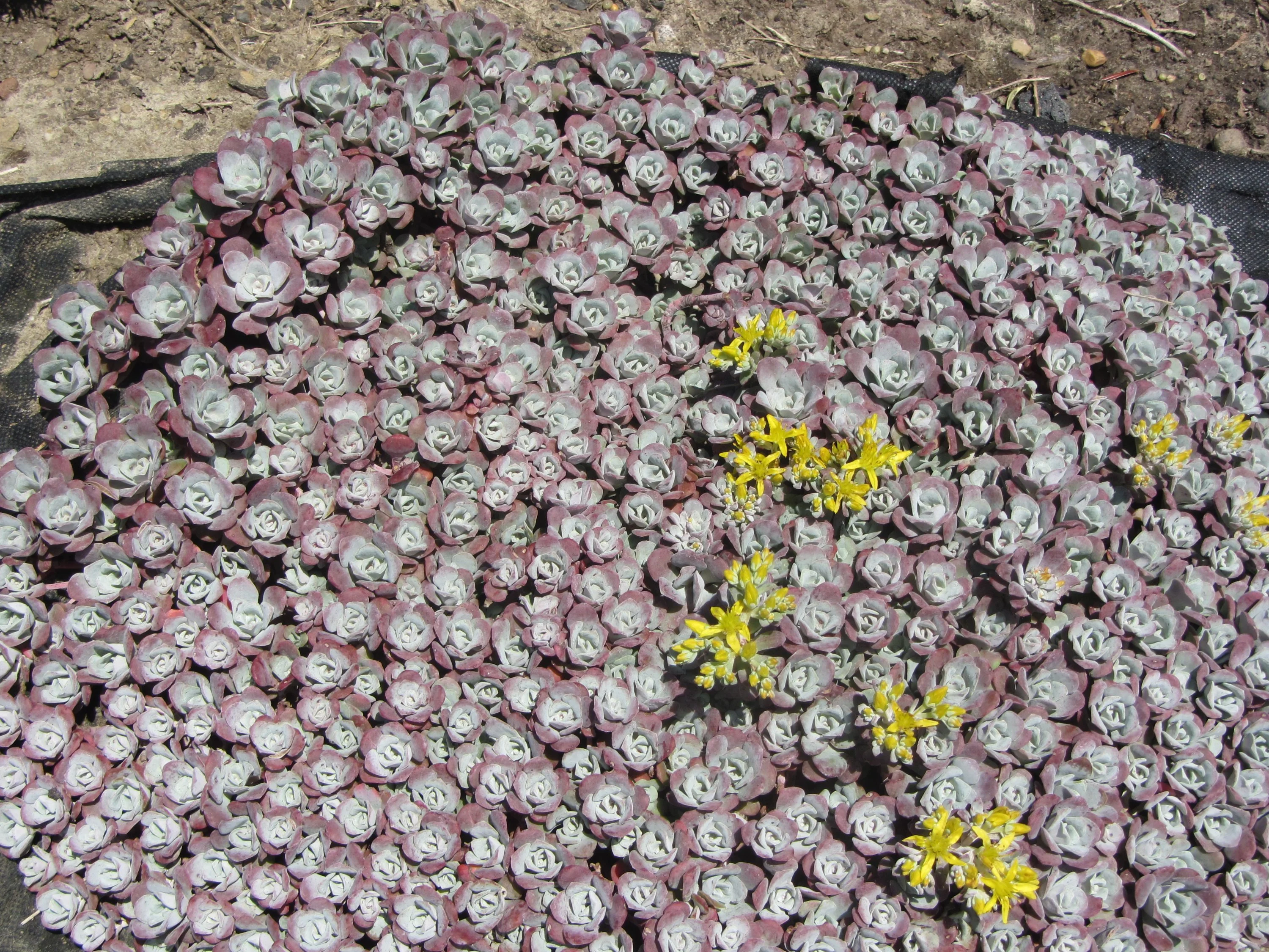 Gelöst - Ich suche diesen Pflanzennamen - Sedum spathufolium - Hausgarten.net