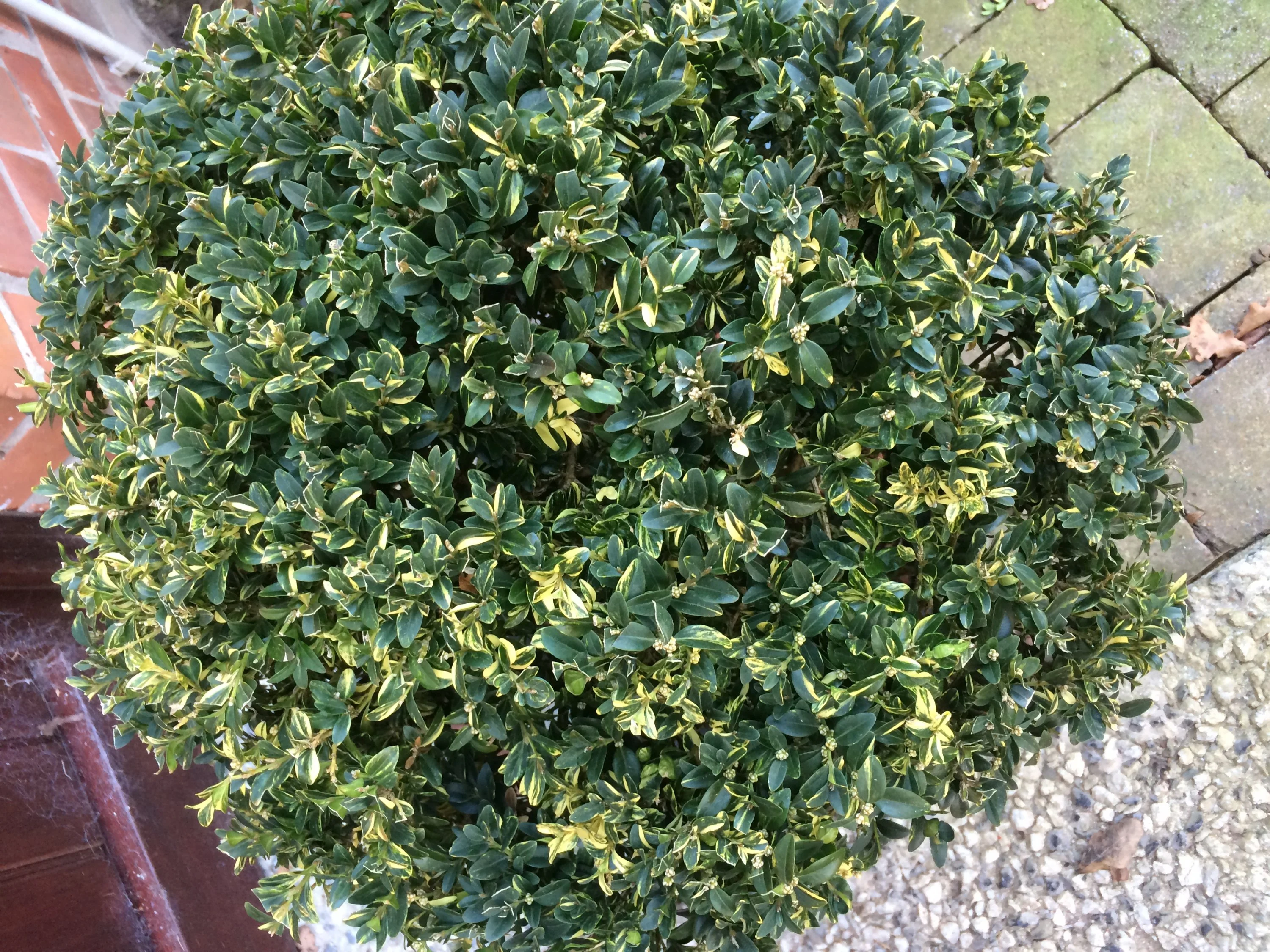 Buchsbaum Gelbe Spitzen