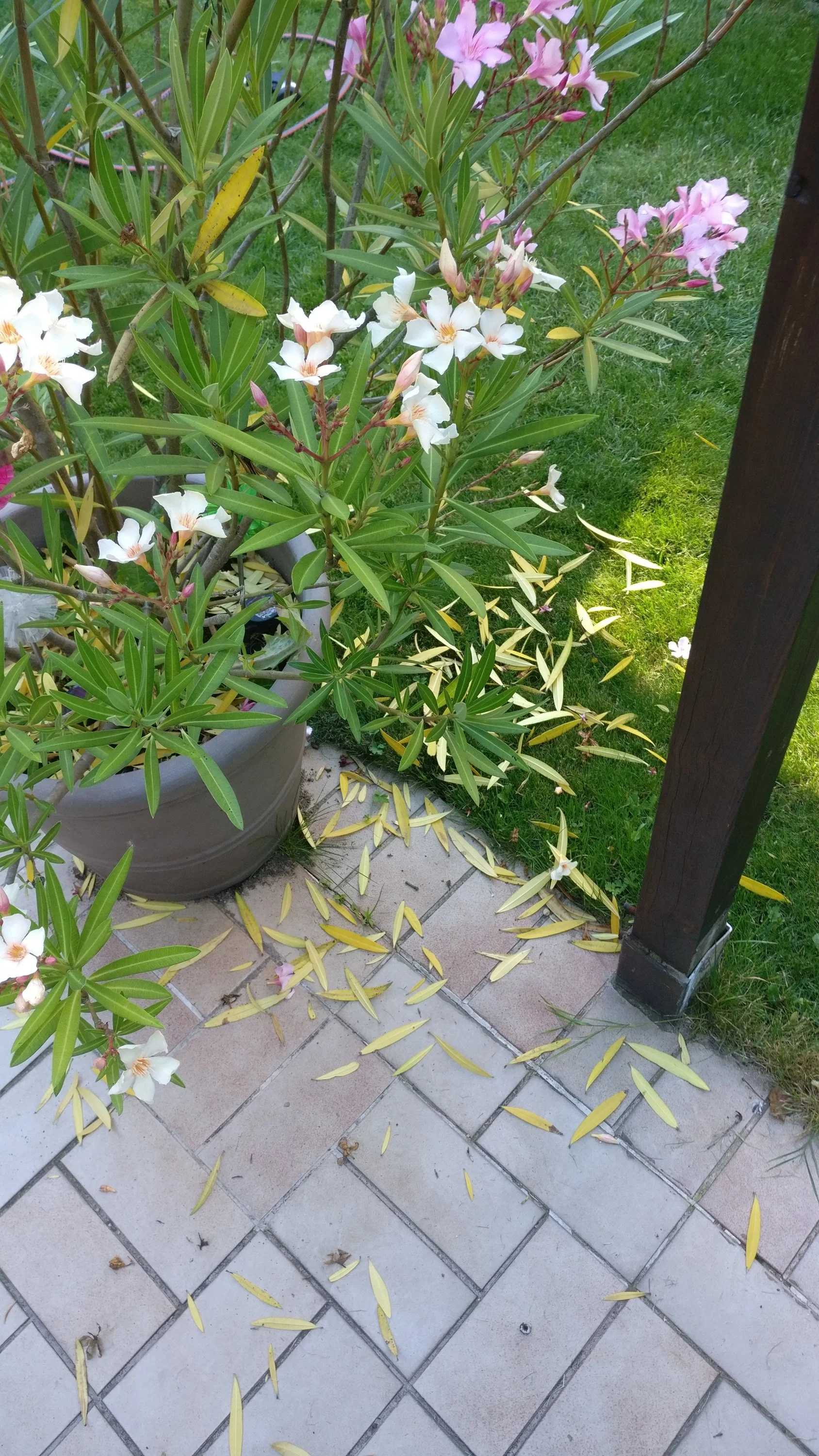 Oleander Verliert Blatter