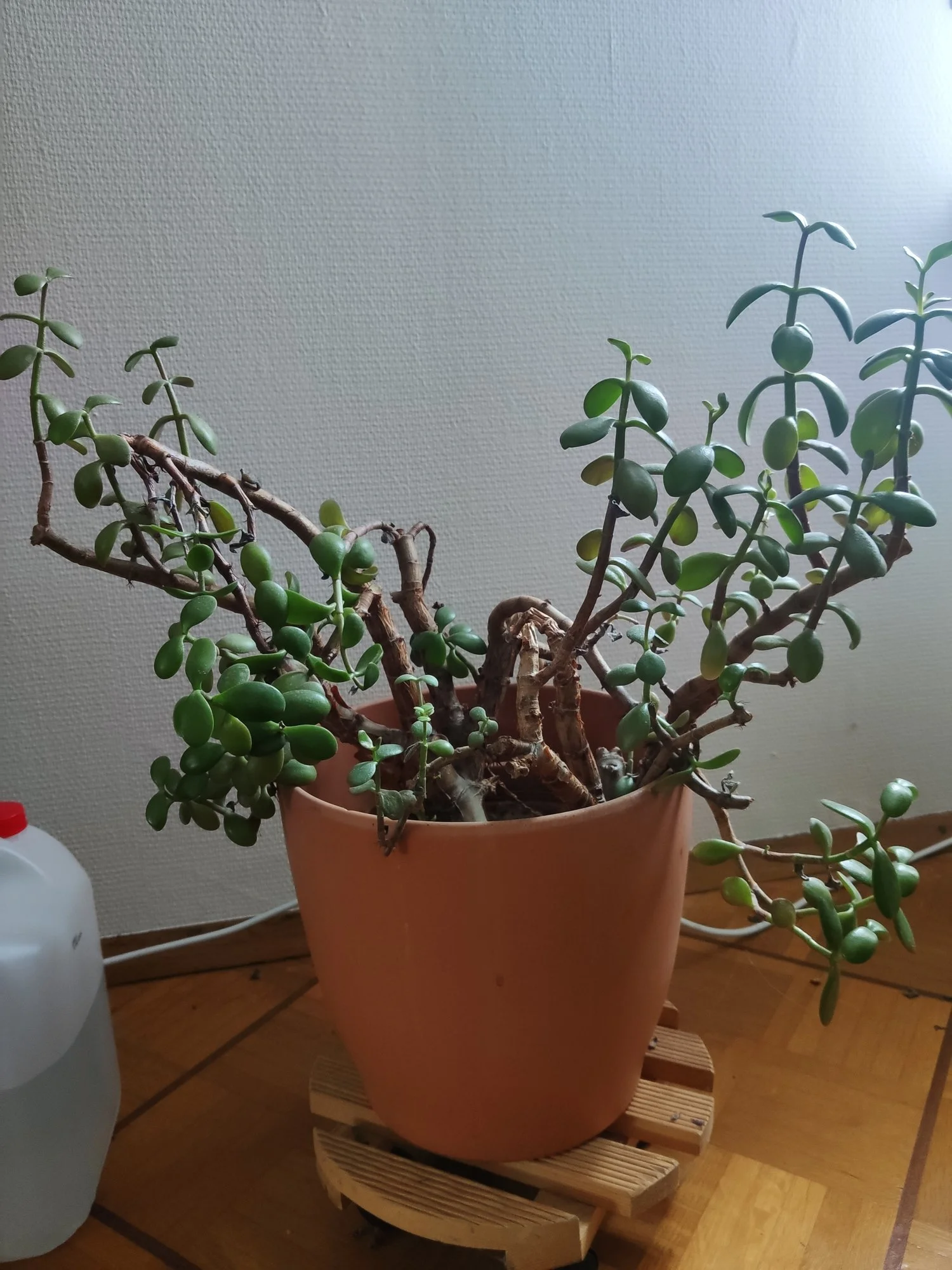 Geldbaum richtig gießen - Hausgarten.net