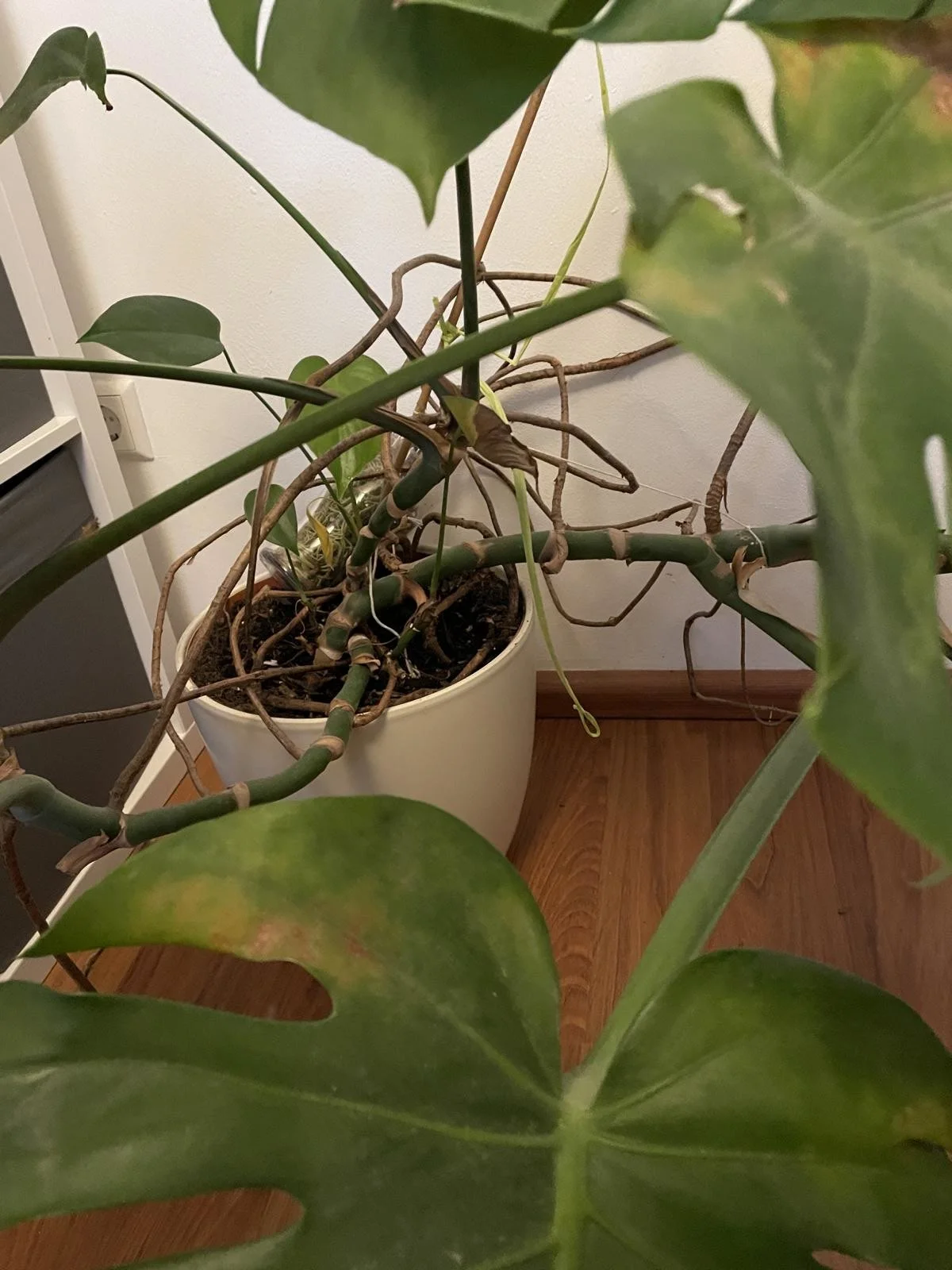 Monstera - Pflege-/Rettungsunterstützung erbeten - Hausgarten.net