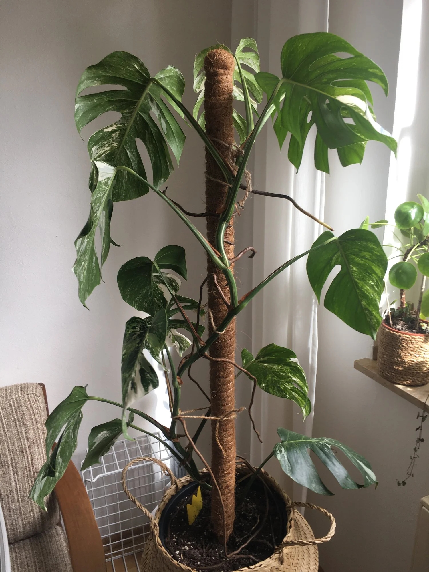 Monstera variegata - Ableger schneiden und dazupflanzen oder noch warten?