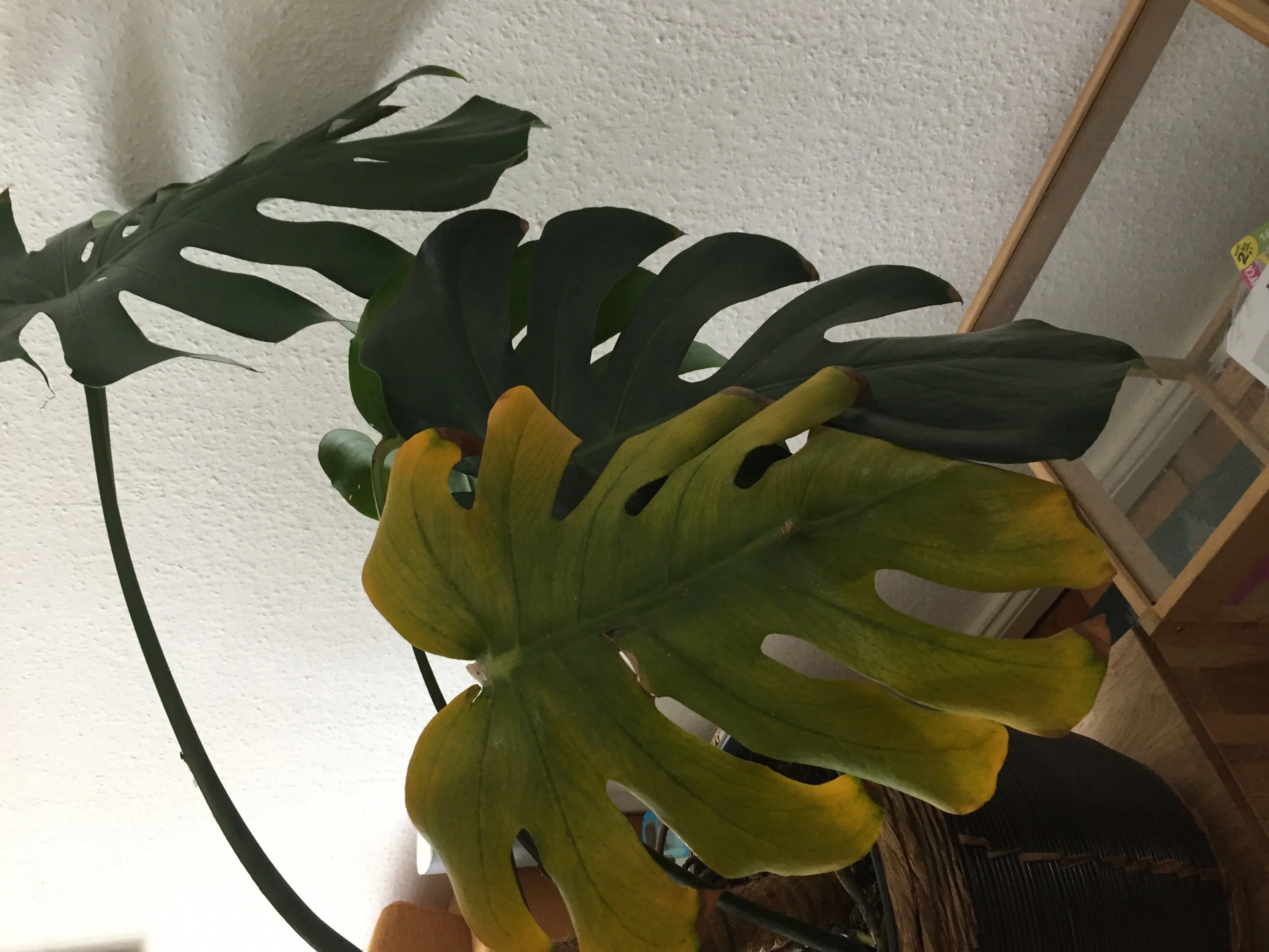 Gelbes Blatt Monstera