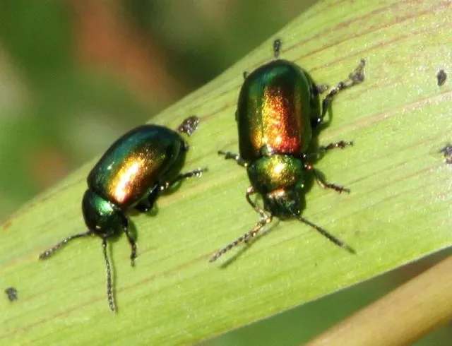 Gelöst - Unbekannter Käfer(gelöst) - Hausgarten.net