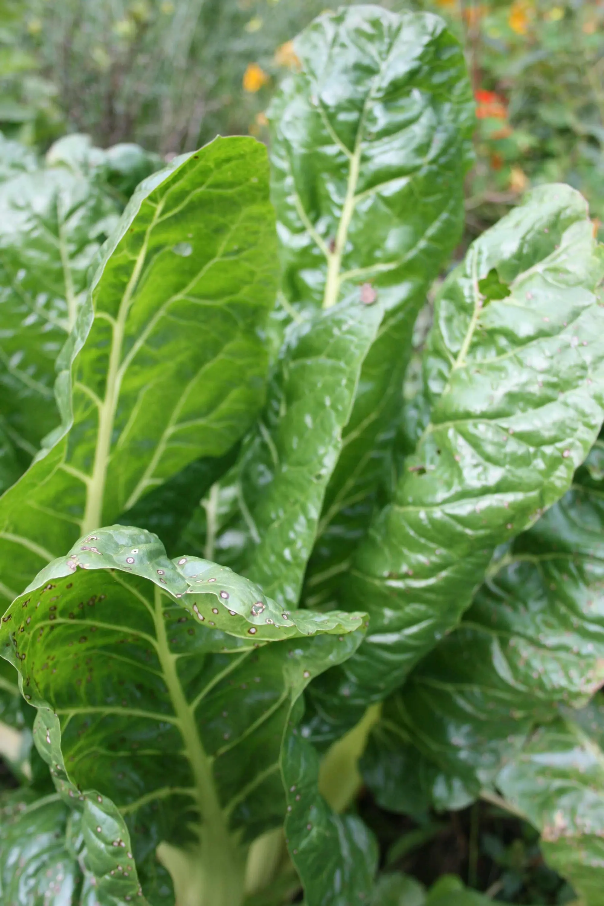Mangold Braune Flecken Essbar