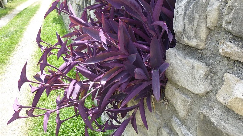 gelöst: bläulich-rotbraun, mediterran - Sedum? - Hausgarten.net