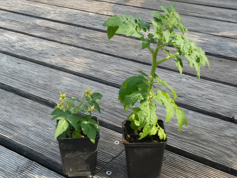 Wie groß wird eine Micro-Tom? - Hausgarten.net