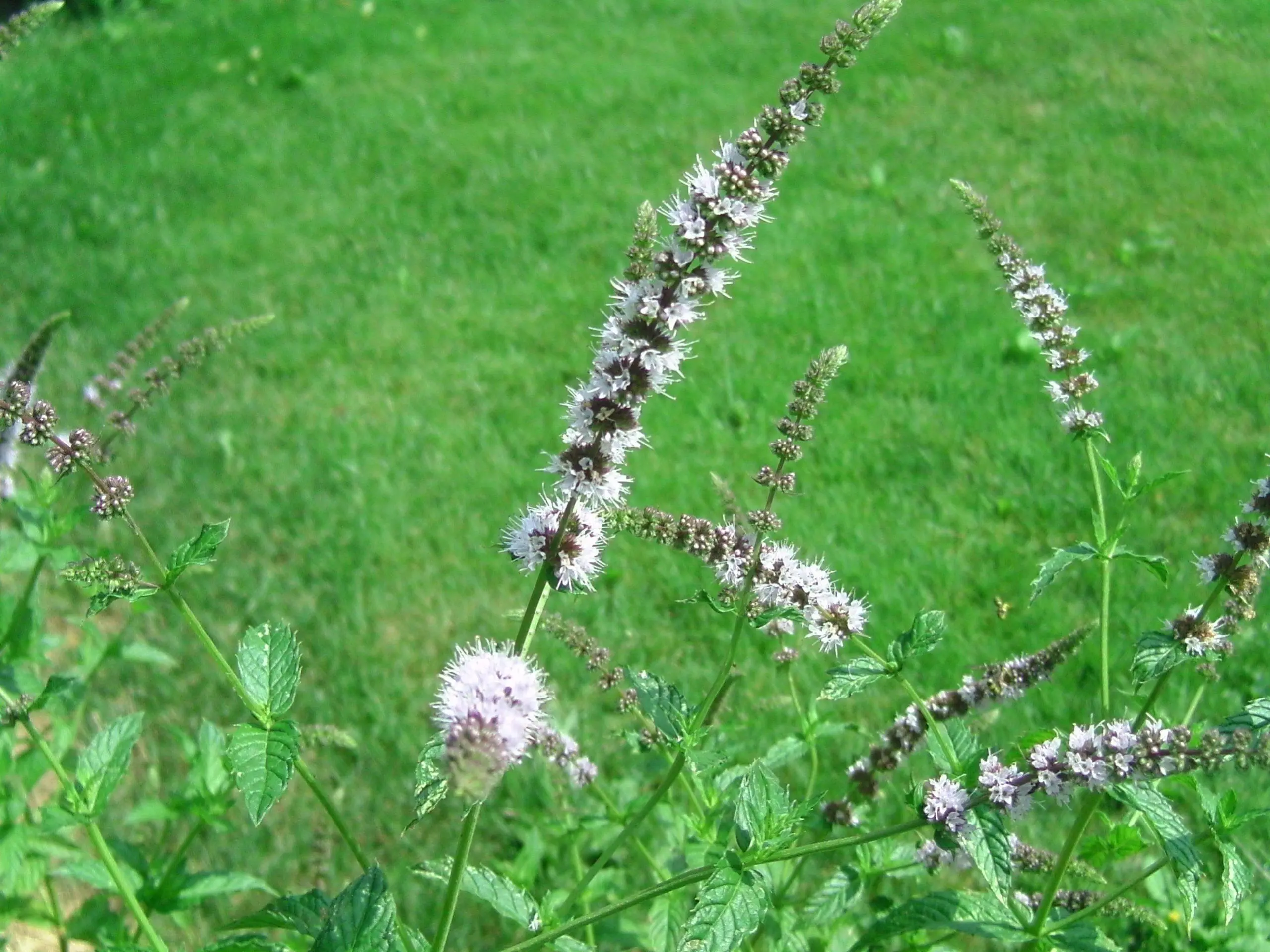 Welche Minze ist das? - Hausgarten.net