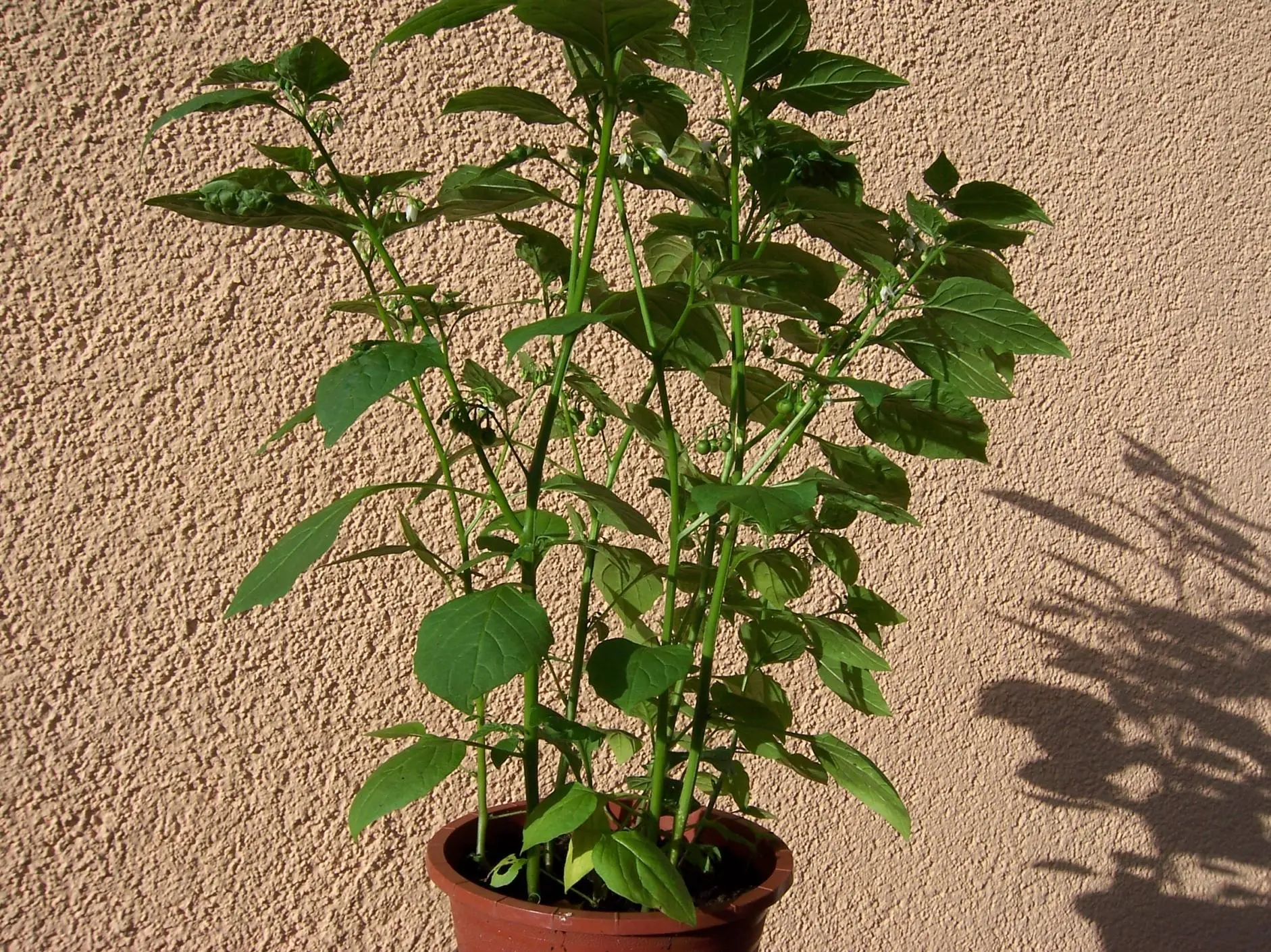 Kann mir jemand sagen was das für eine Pflanze ist? - Hausgarten.net