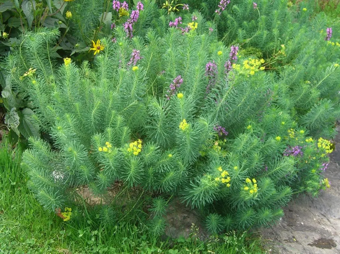 Staude mit gelben Blüten - Hausgarten.net