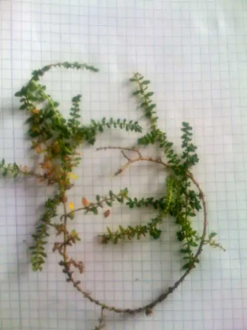 Bodendecker? Farn? - Hausgarten.net