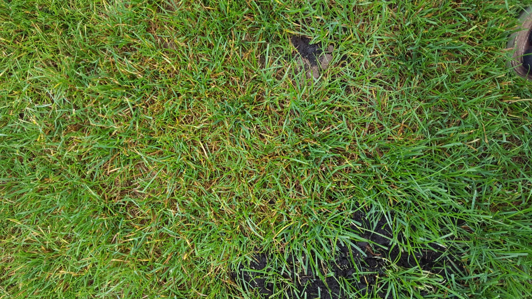 Flecken im Rasen - habe ich überdüngt? - Hausgarten.net