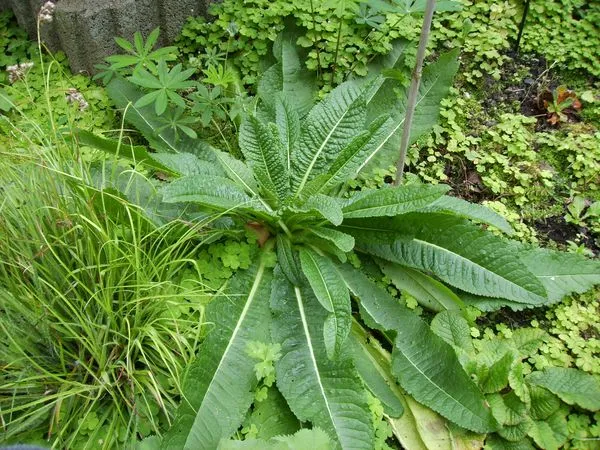 Riesenprimel oder was nun? - Hausgarten.net