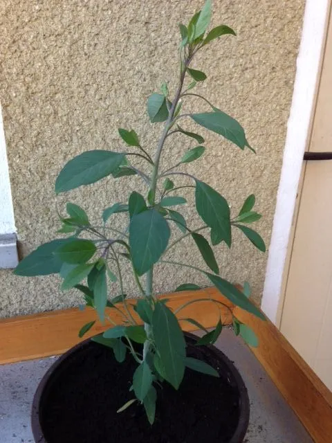 Gelöst - Quillguinea? Schreibfehler, es ist Quillquina! - Hausgarten.net