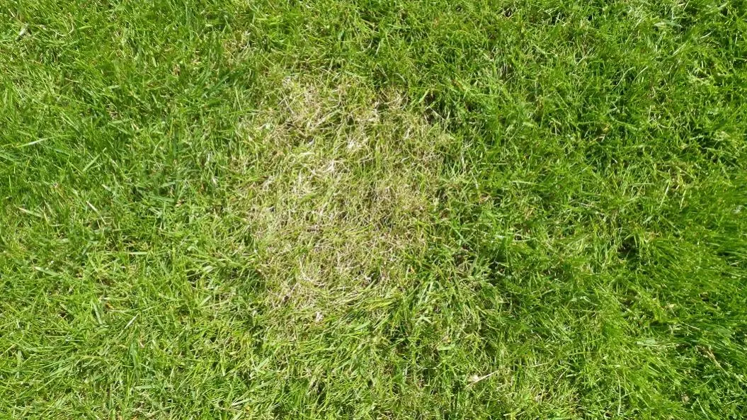 Runde Flecken im Rasen - wer kann helfen? - Hausgarten.net