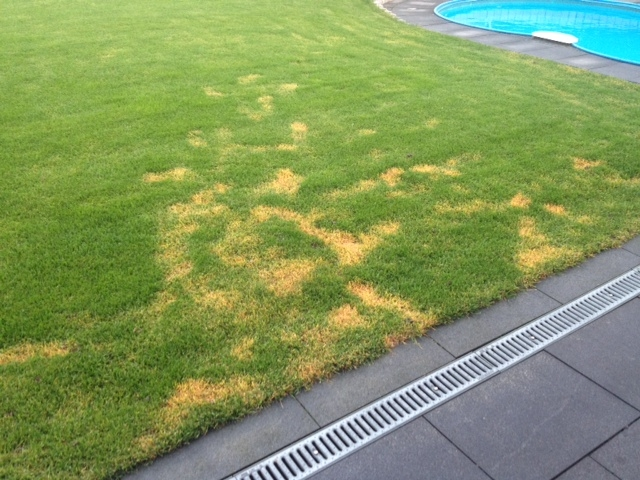 Gelbe Flecken im Rasen - Hausgarten.net