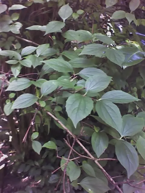 Was ist das für ein Strauch - Hausgarten.net