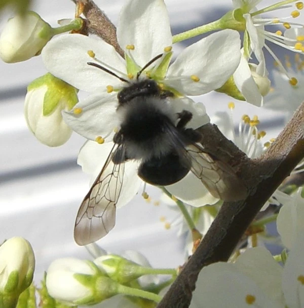 Biene im schwarz/weiß Look - Hausgarten.net