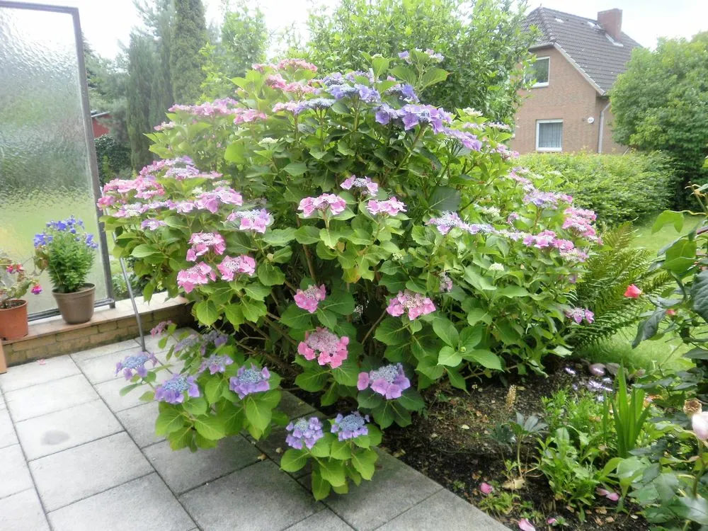 Hortensienblätter welken - Hausgarten.net