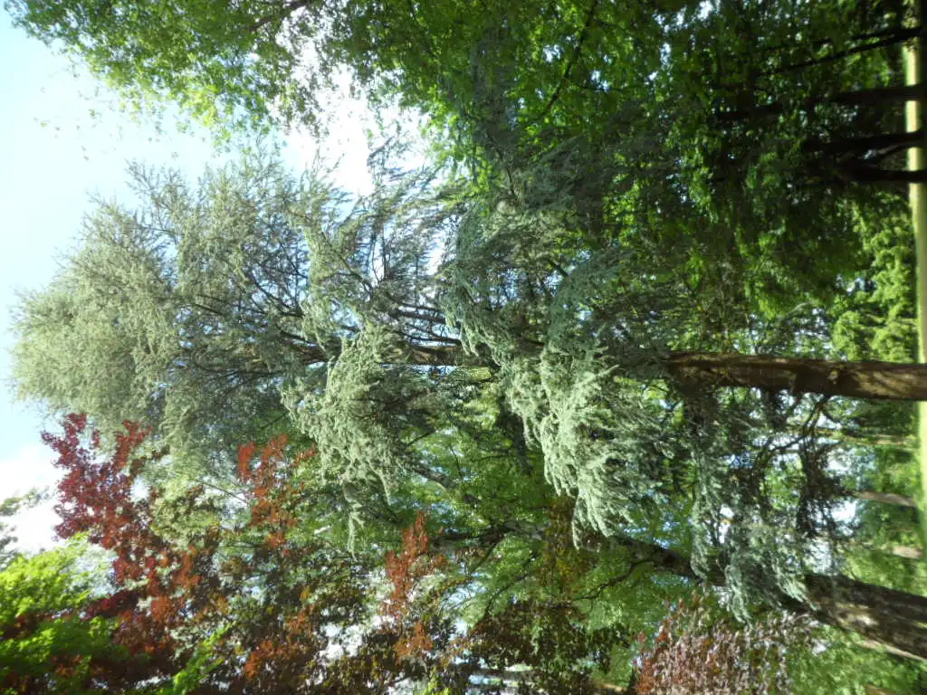 Wie heisst dieser Nadelbaum? Blaue Atlaszeder - Hausgarten.net