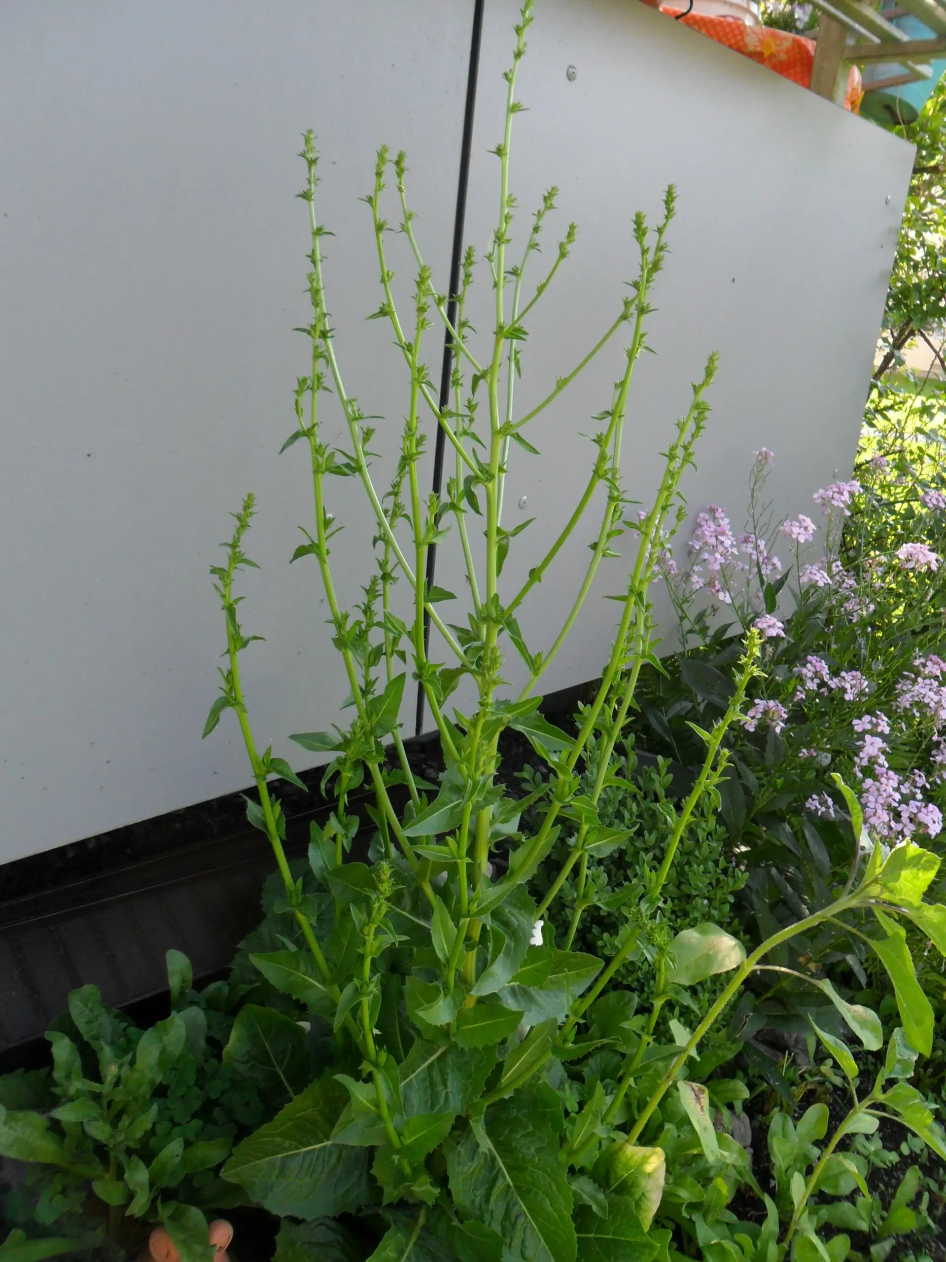 Wat Is Dat Hausgarten