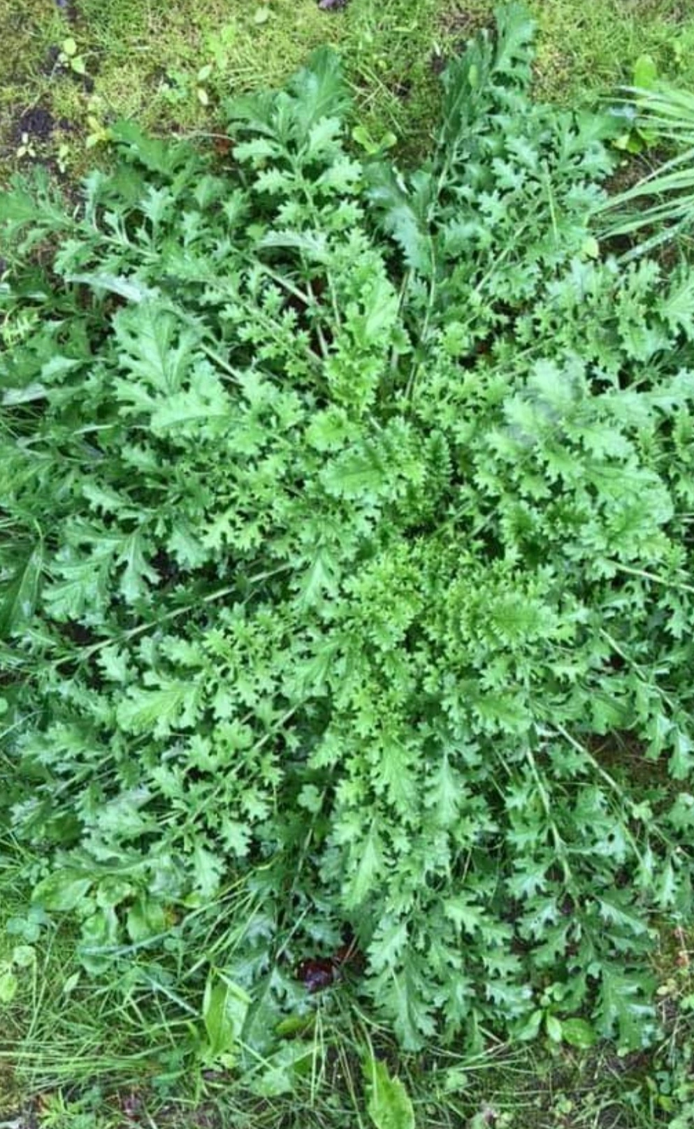 Unkraut Oder Pflanze