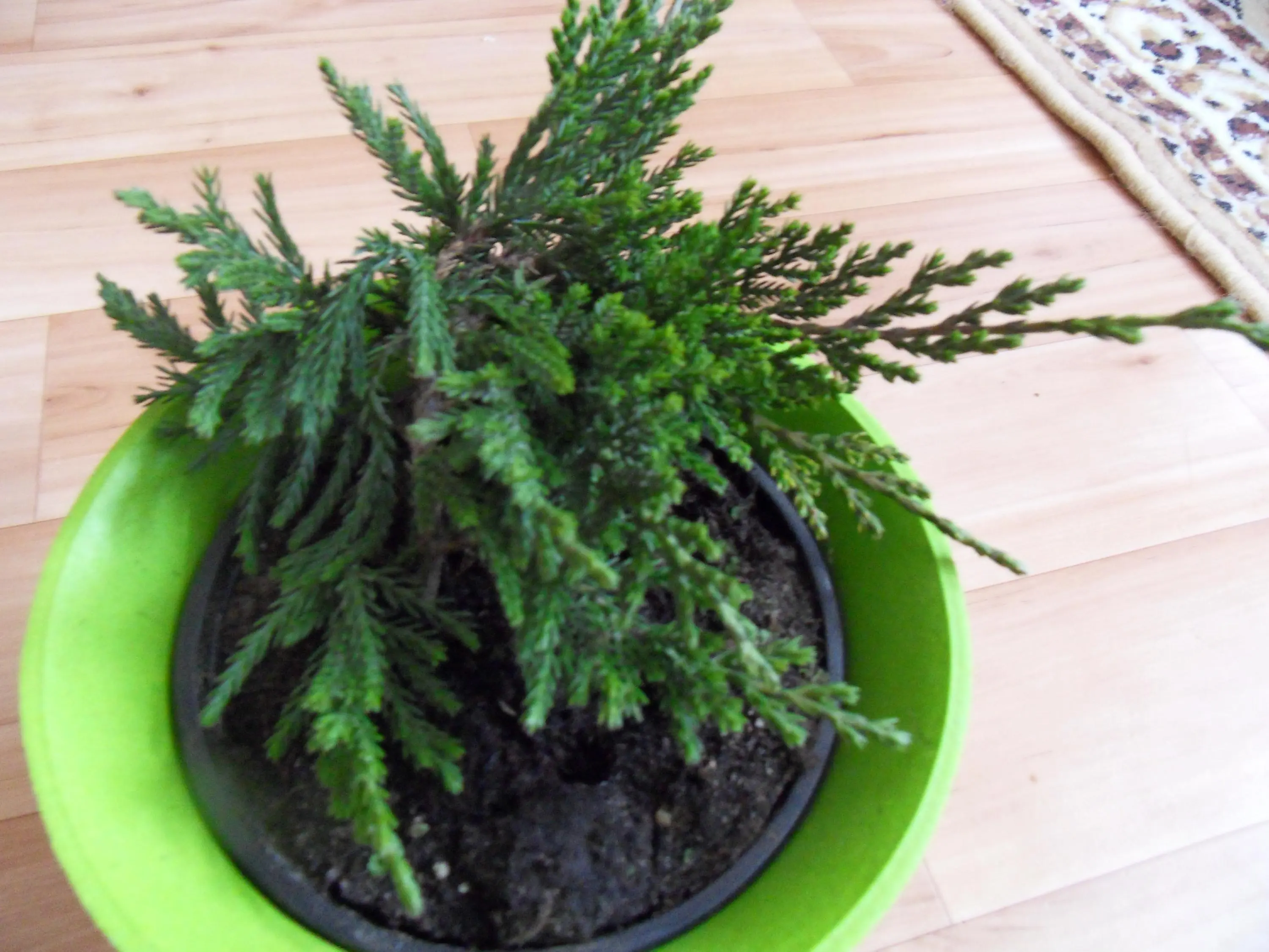 No-Name-Konifere: wie heißt diese Pflanze? - Hausgarten.net