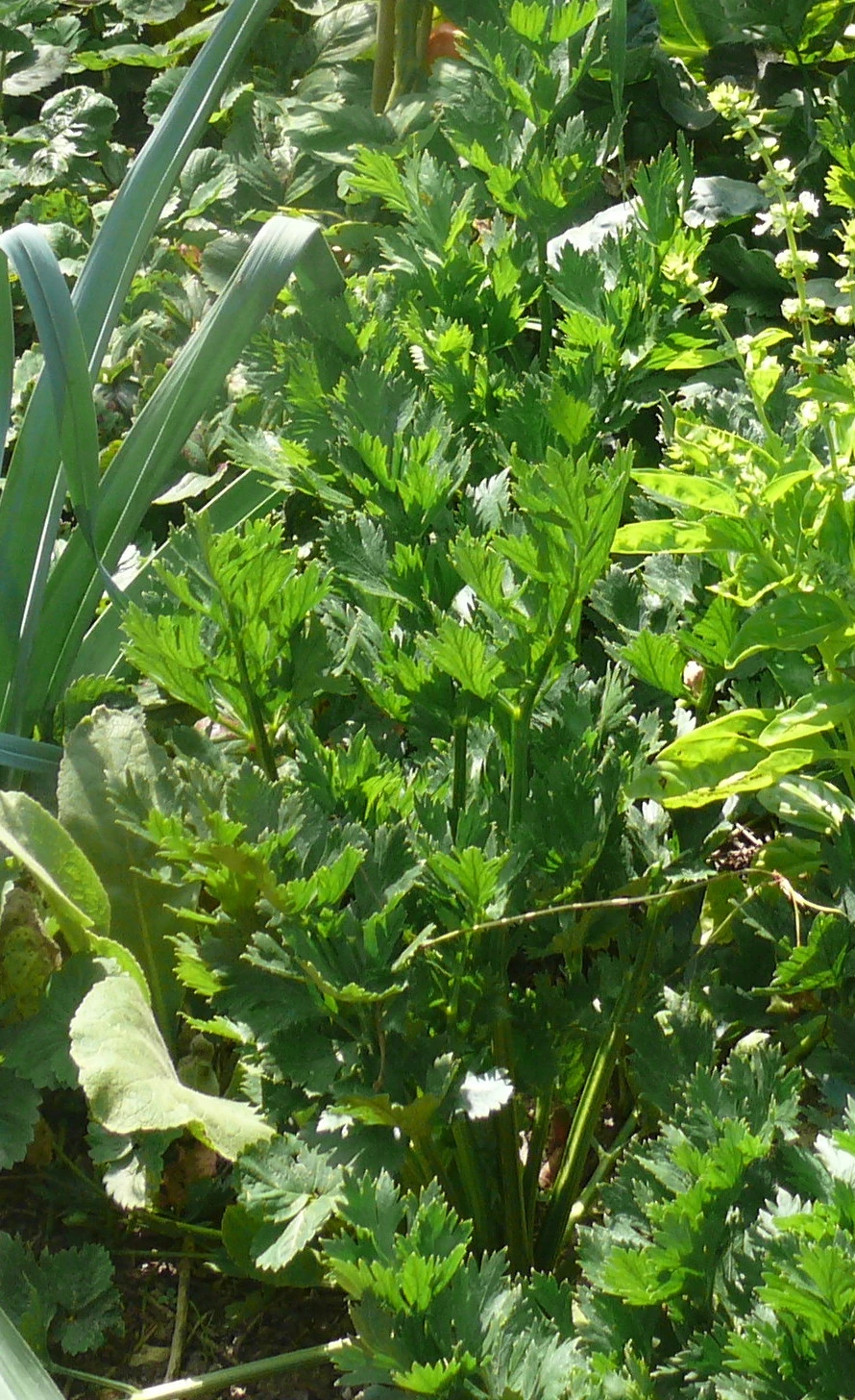 Alles rund um Knollensellerie - Hausgarten.net