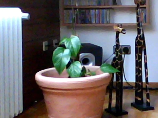 Huhu,was ist das für eine Planze? - Hausgarten.net