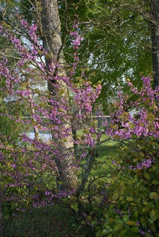 Rosa Strauch, tolle Blüten! - Hausgarten.net