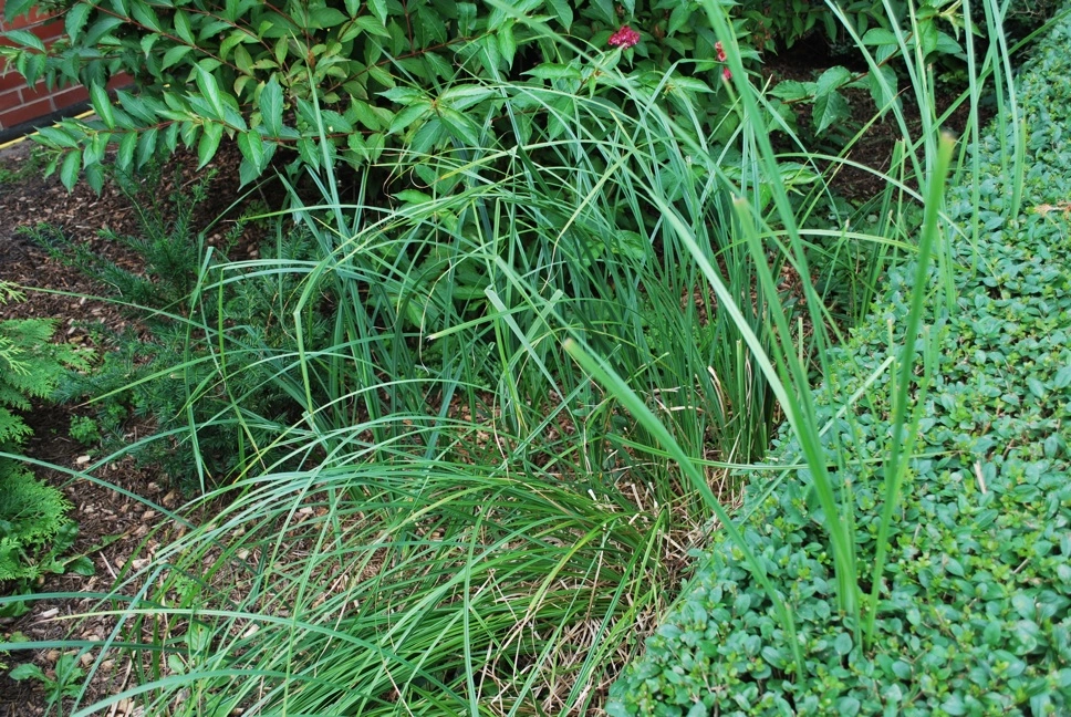 eine Art Gras? - Hausgarten.net