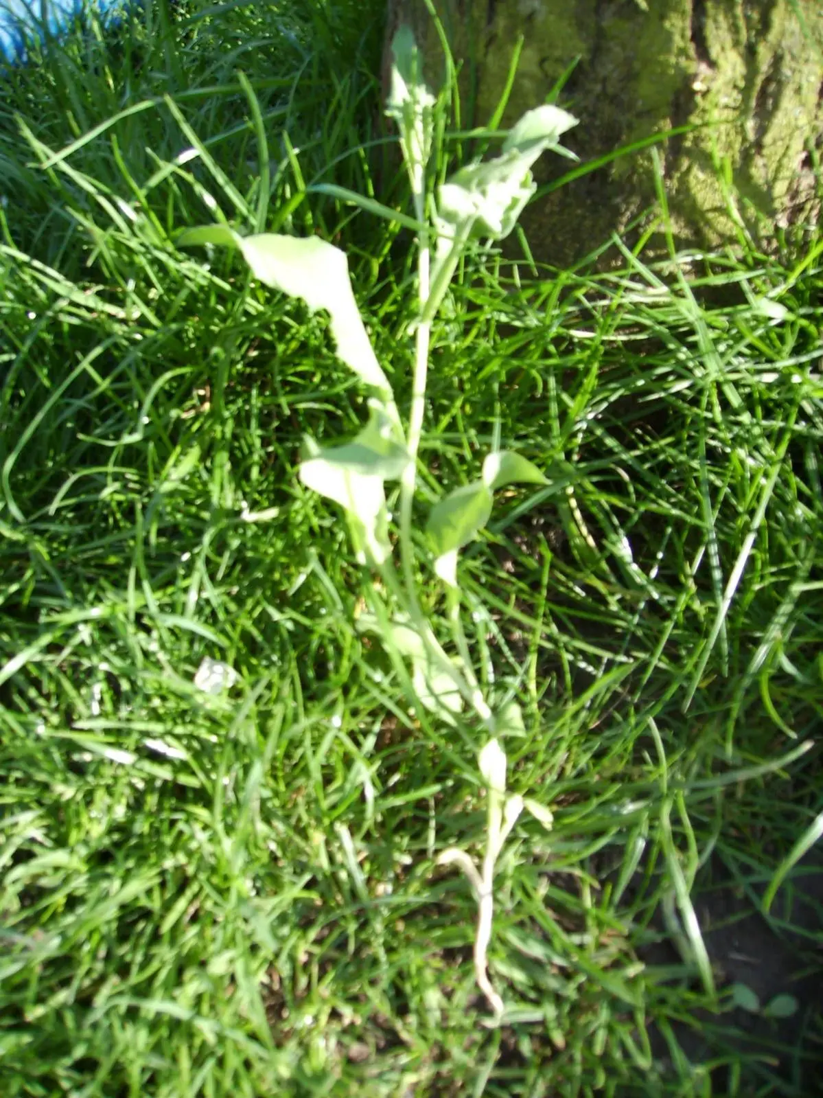 was ist das? - Hausgarten.net