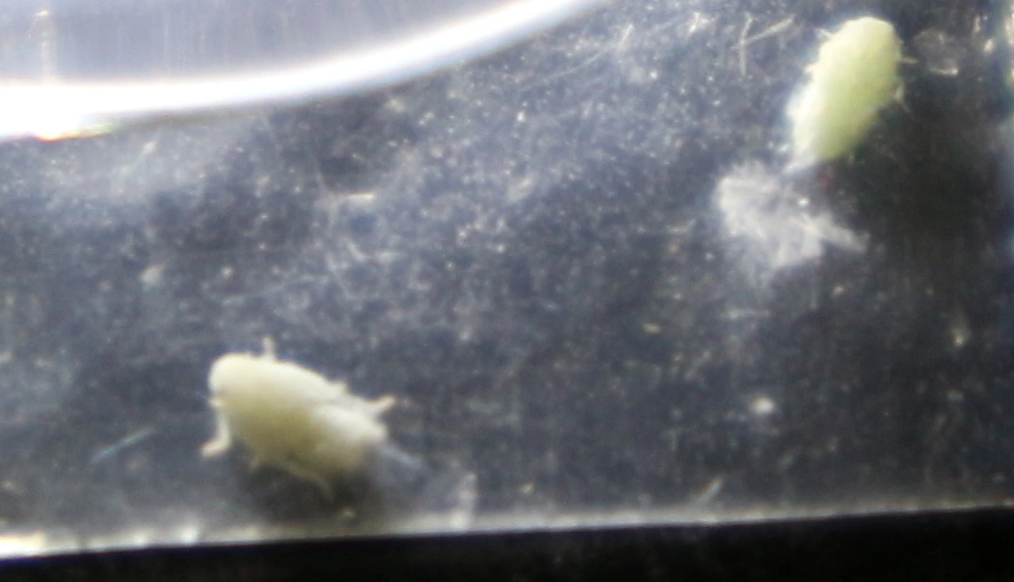 [Gelöst] Weißes pelziges Tierchen das springen kann (Bläulingszikade)