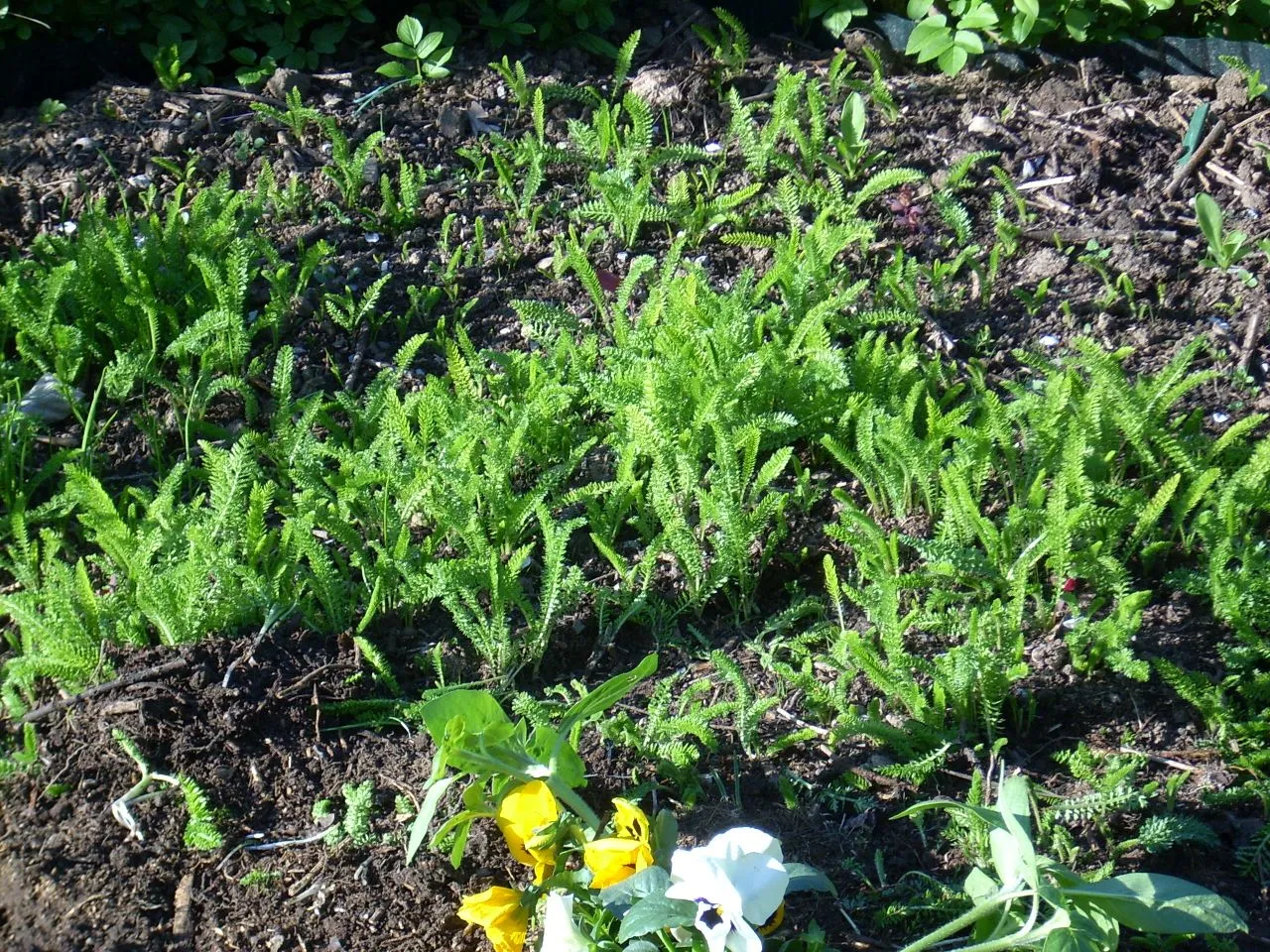 Unkraut oder Blume? - Hausgarten.net