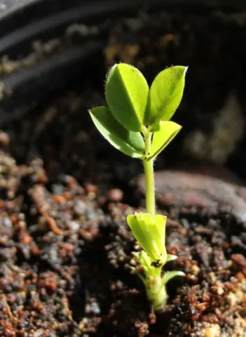 Welcher Keimling?(Erdnuss) - Hausgarten.net